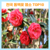 전국 동백꽃 개화시기 및 동백꽃 명소 가볼만한곳 Top10 네이버 블로그